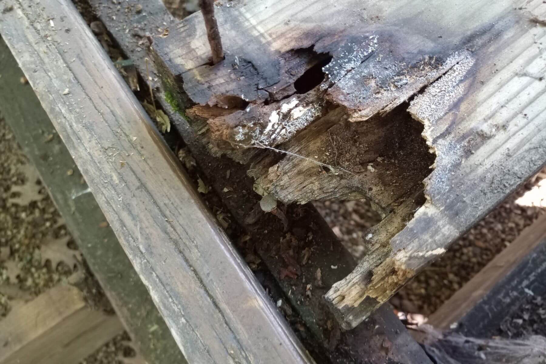 Termite Inspections | Gold Standard Inspections